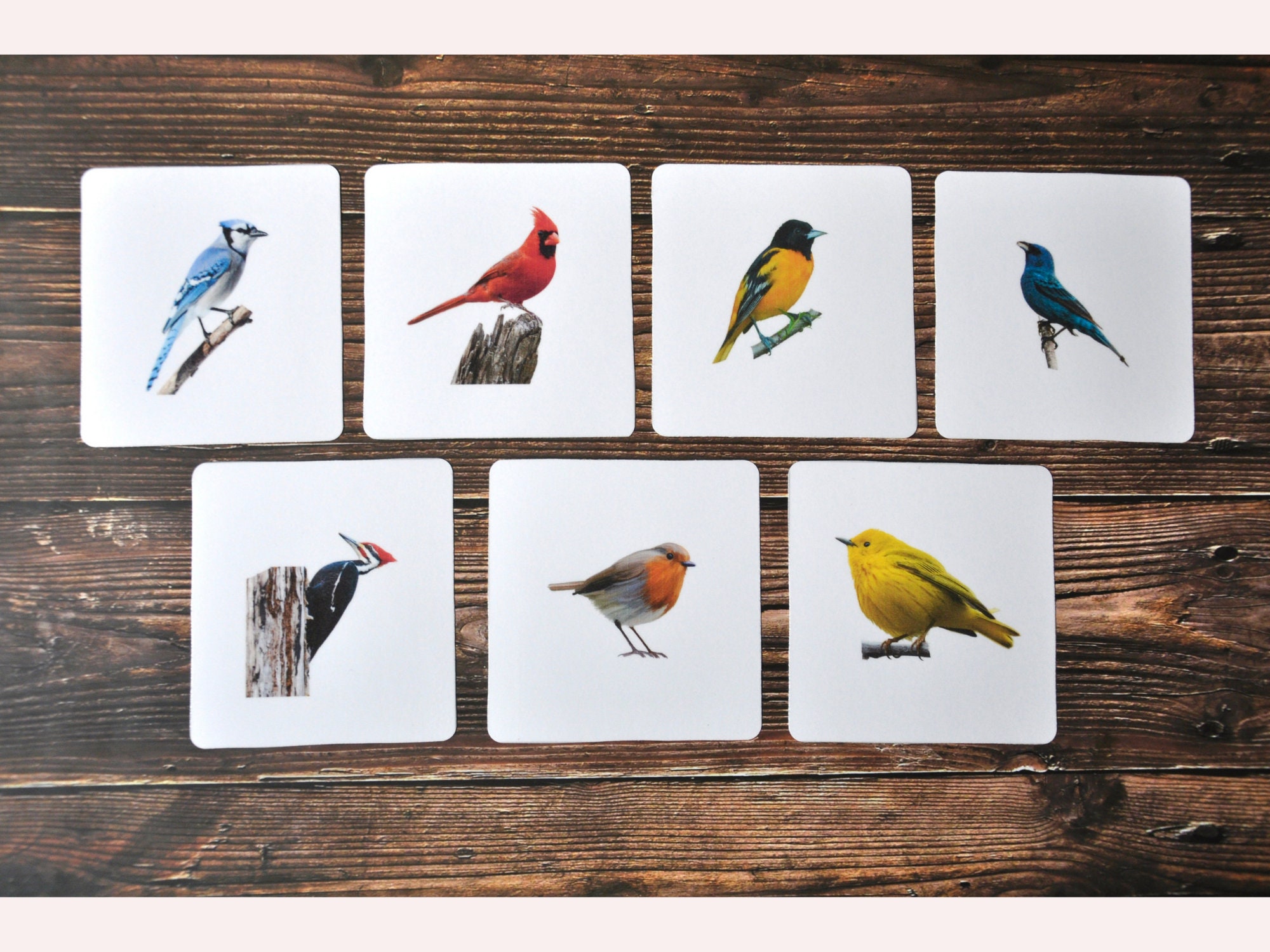 Backyard Birds Safari Ltd Compatible Language Cards Printable ...
