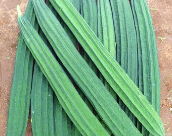 Chinese Okra Seeds - Etsy