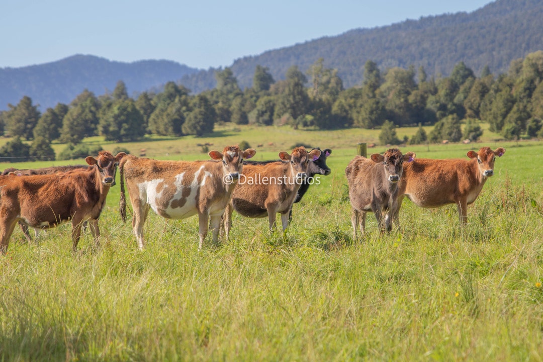 Herd of Young Cows Fine Art Gallery Print Museum Quality Printing ...