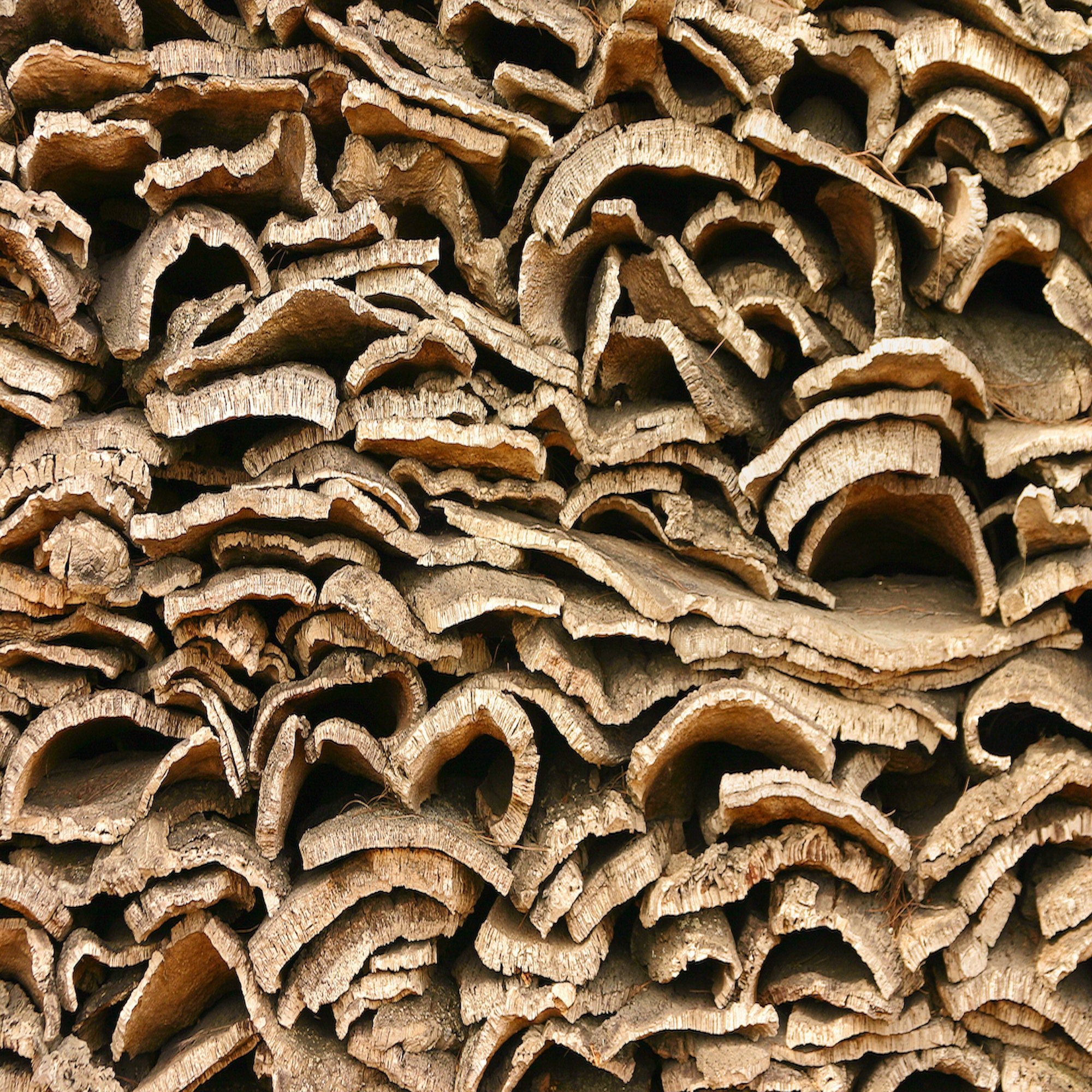 Bulk Cork Bark Flats - Terrarium Orchids - Air Plants - Reptile Animal ...