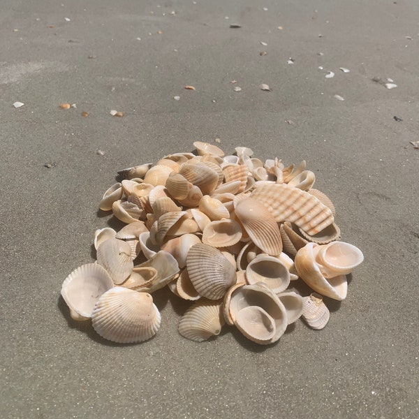 Assorted Seashells - Etsy