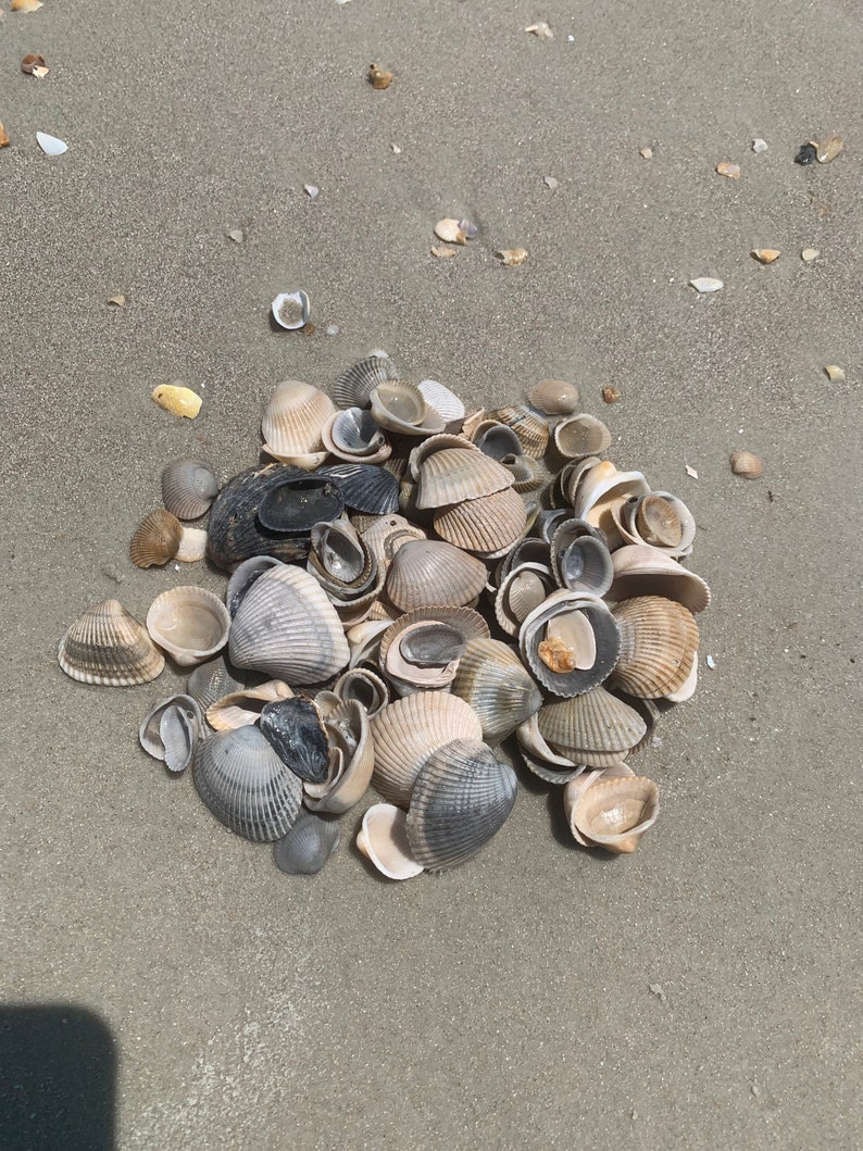 Atlantic Seashells Decor Sea Shells for Art Crafting Bulk Assorted ...