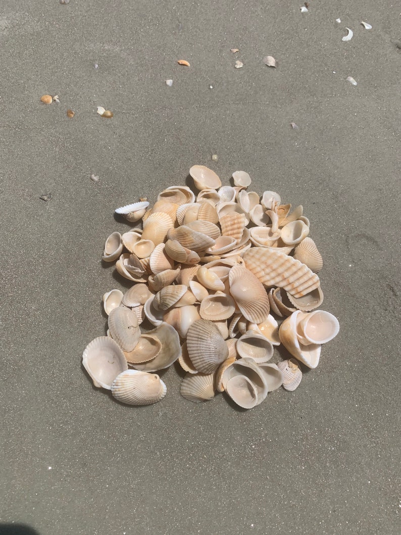 Small Medium Natural Seashells Bulk Mermaid Beach Wedding Decor ...
