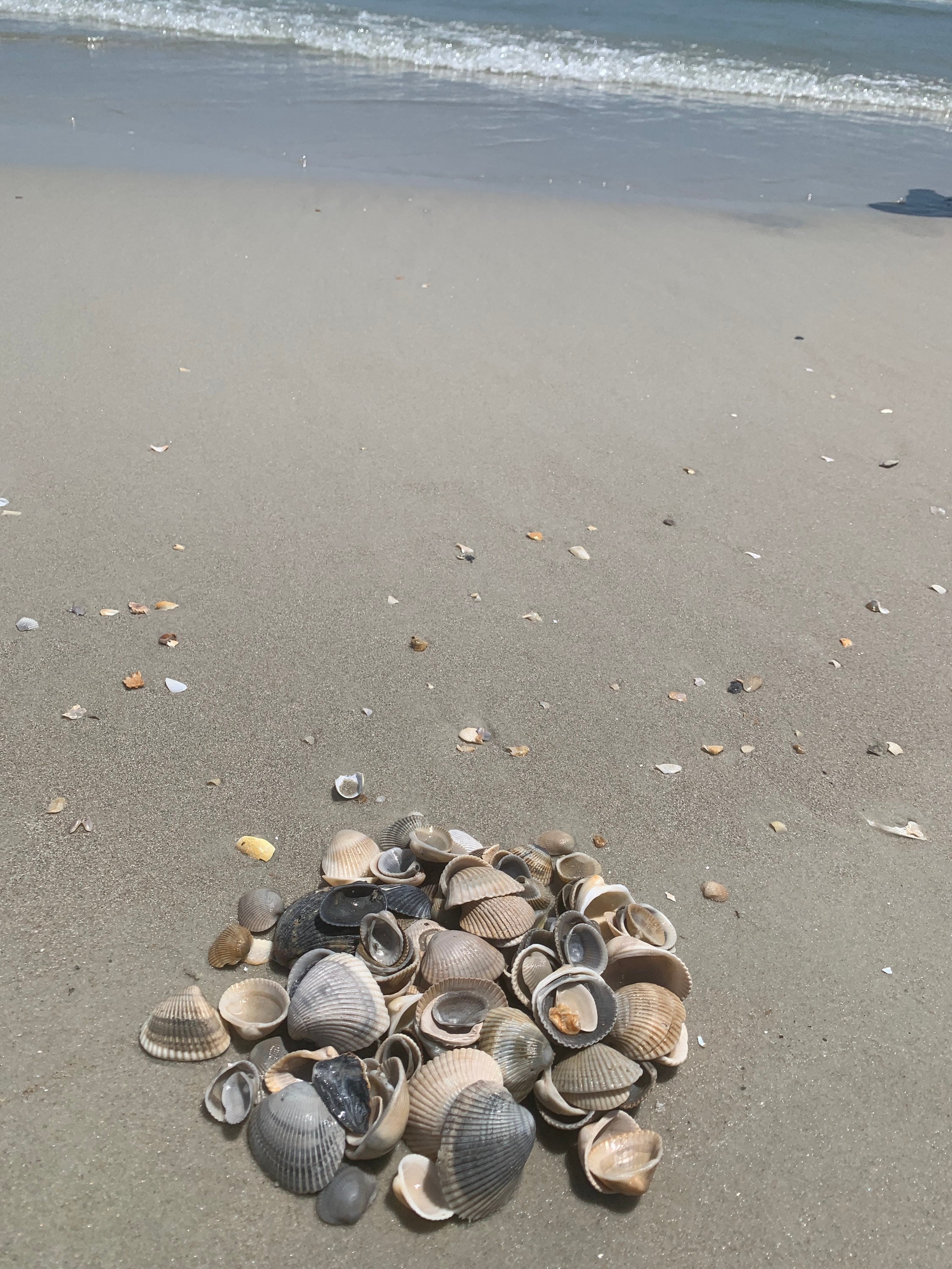 Atlantic Seashells Decor Sea Shells for Art Crafting Bulk Assorted ...