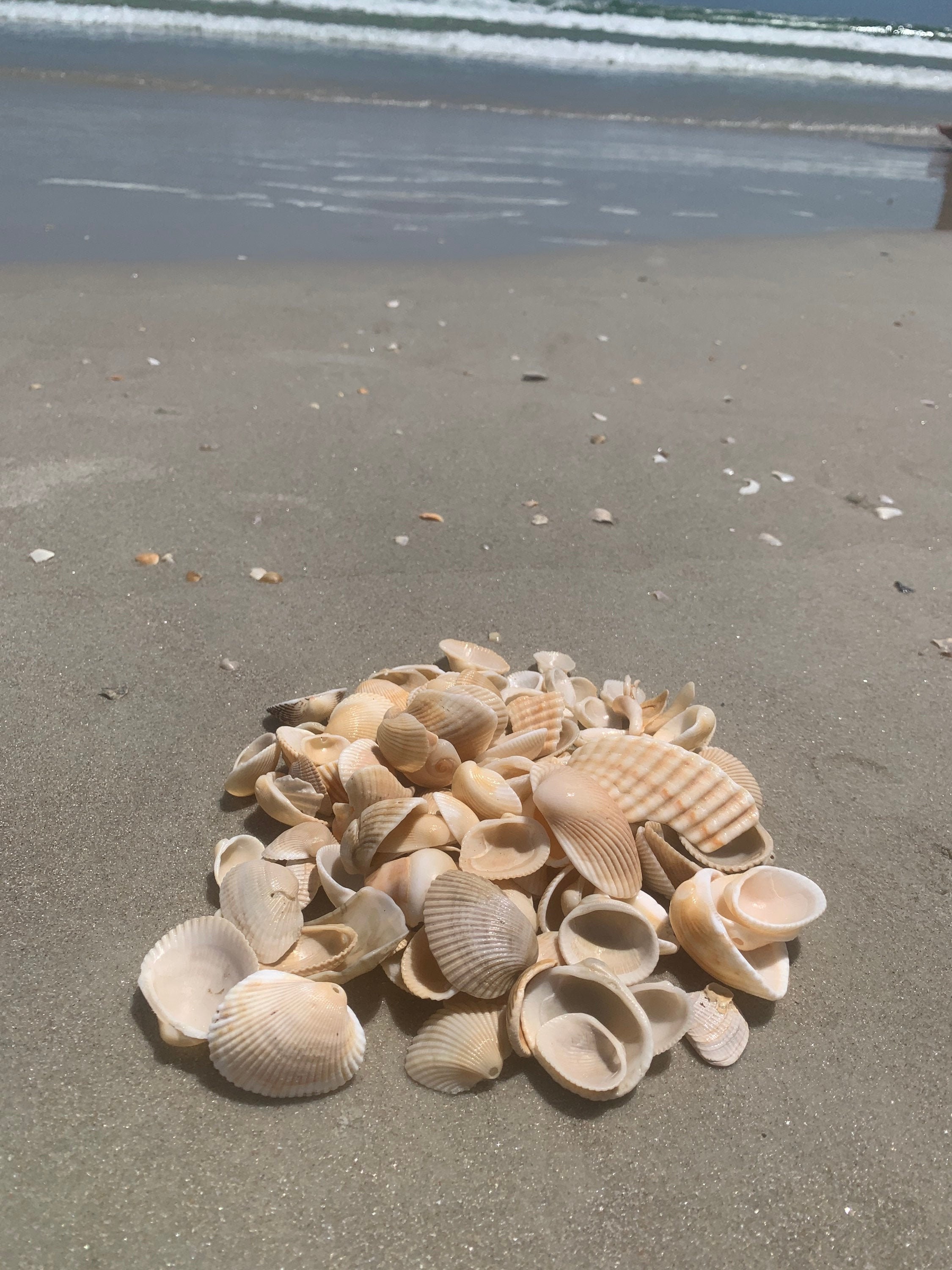 Small Medium Natural Seashells Bulk Mermaid Beach Wedding Decor ...