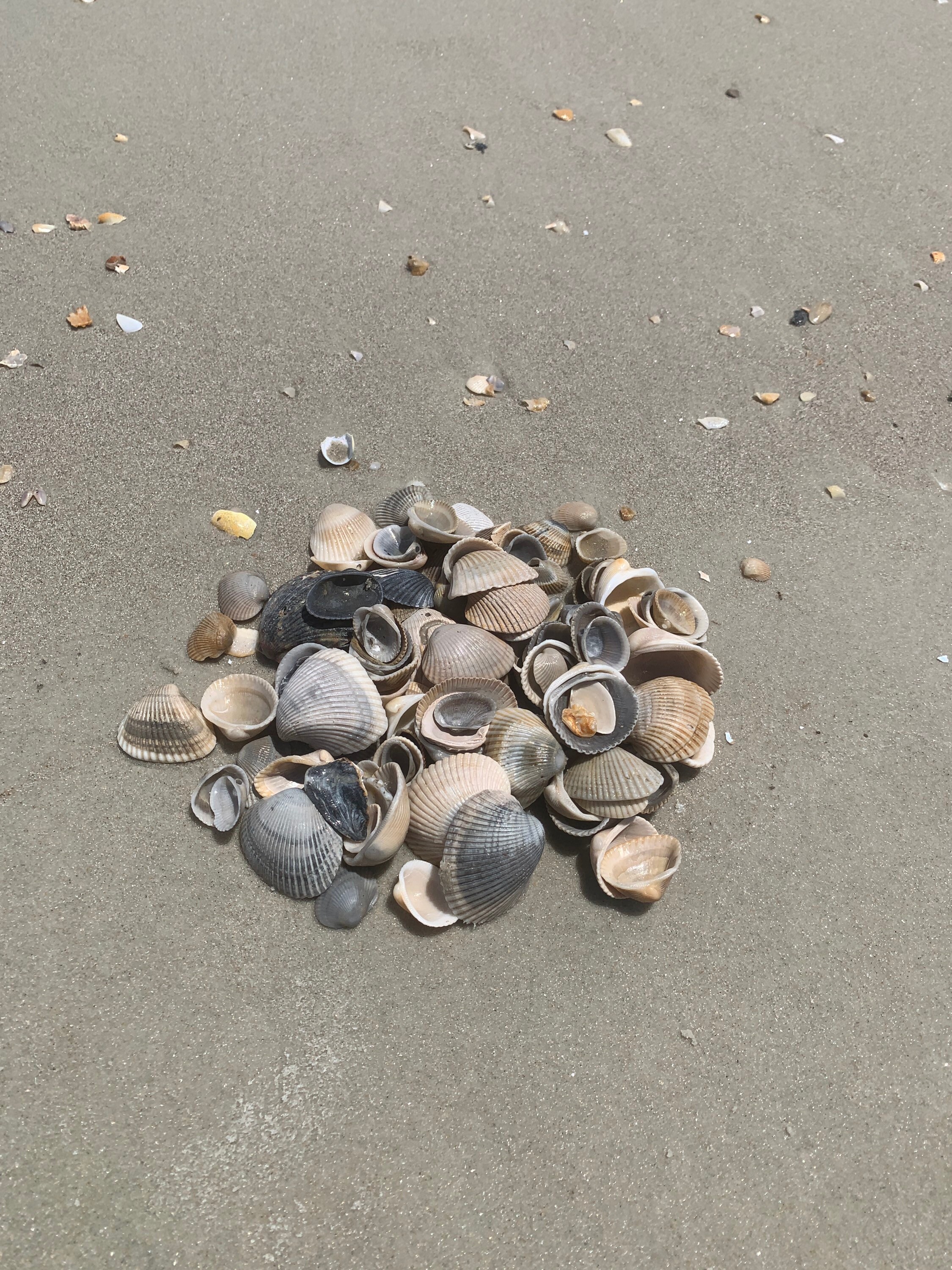Atlantic Seashells Decor Sea Shells for Art Crafting Bulk Assorted ...