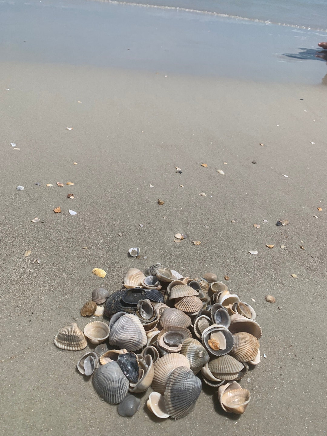 Atlantic Seashells Decor Sea Shells for Art Crafting Bulk Assorted ...