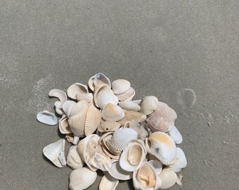 Atlantic Seashells Decor Sea Shells for Art Crafting Bulk Assorted ...