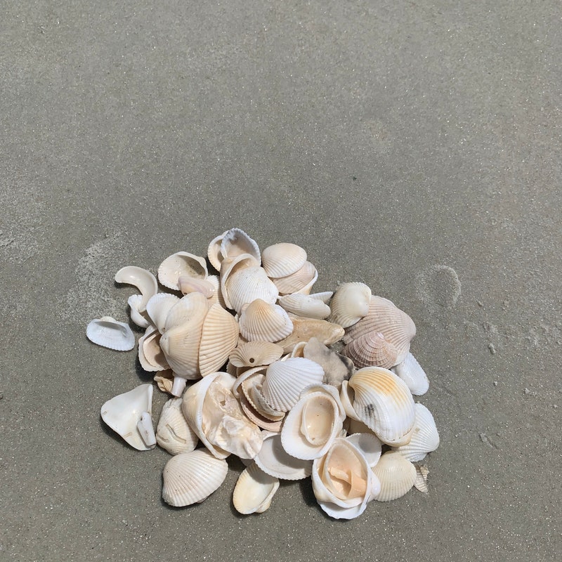 Assorted Seashells - Etsy