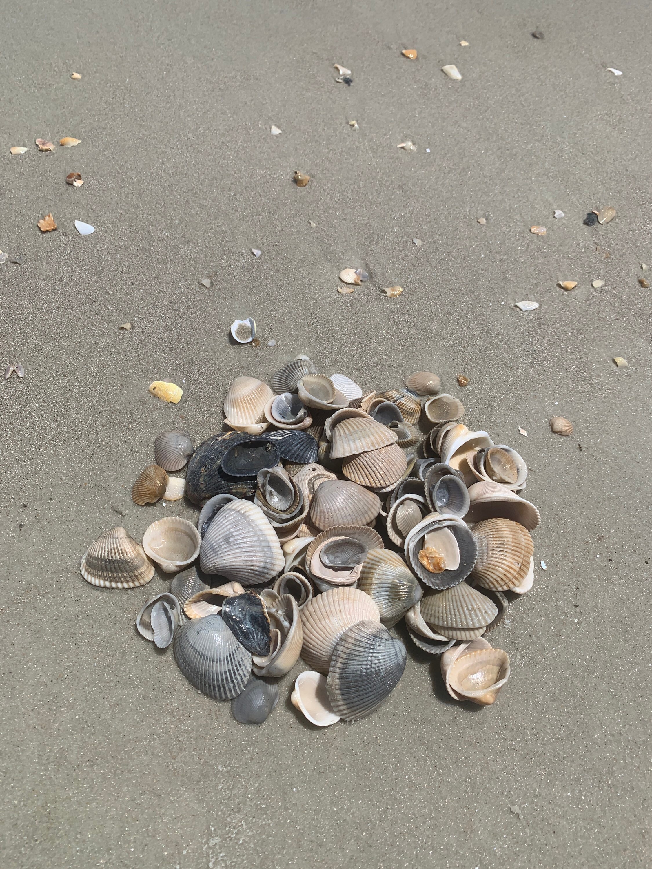 Atlantic Seashells Decor Sea Shells for Art Crafting Bulk Assorted ...