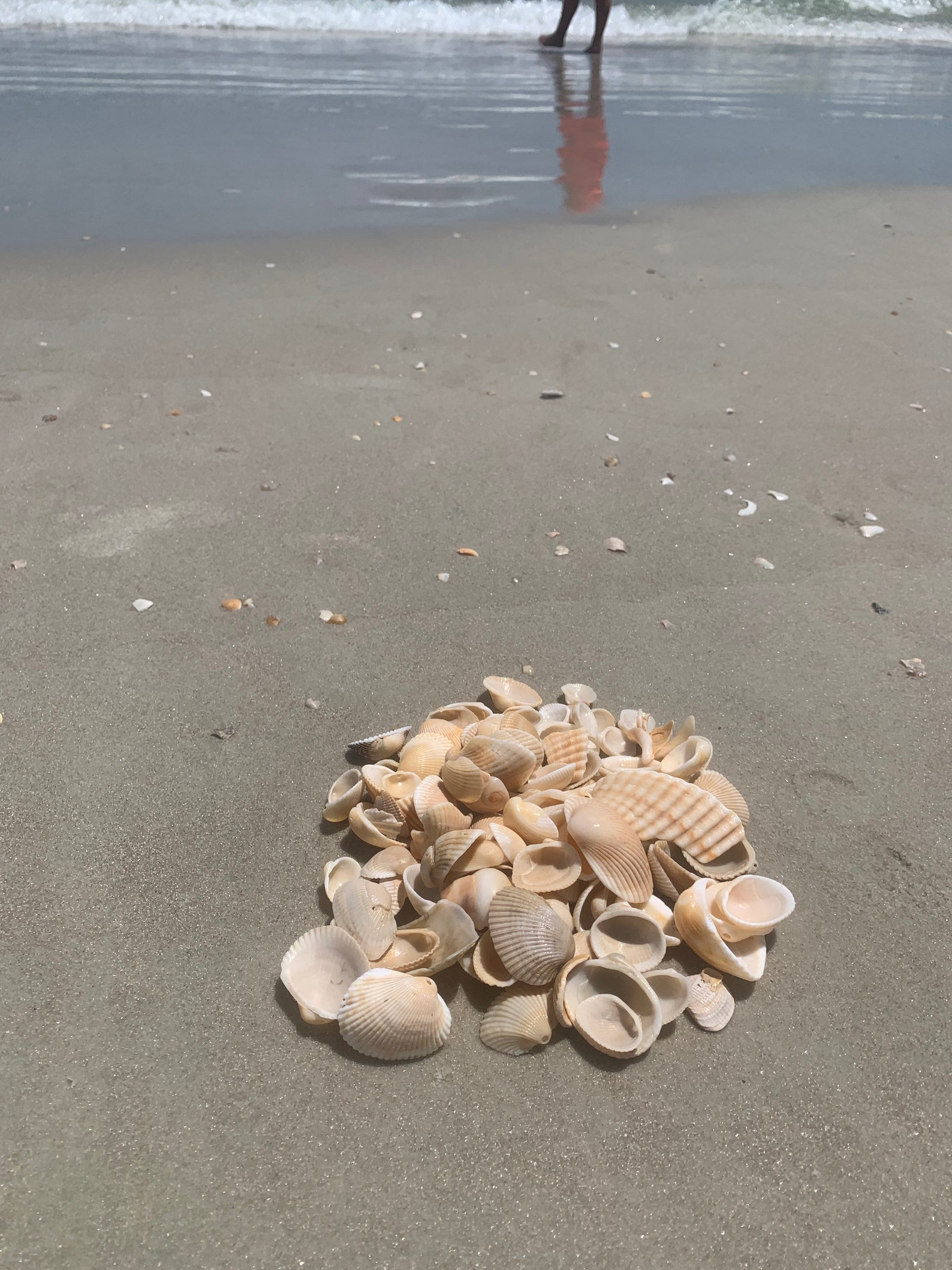 Small Medium Natural Seashells Bulk Mermaid Beach Wedding Decor ...