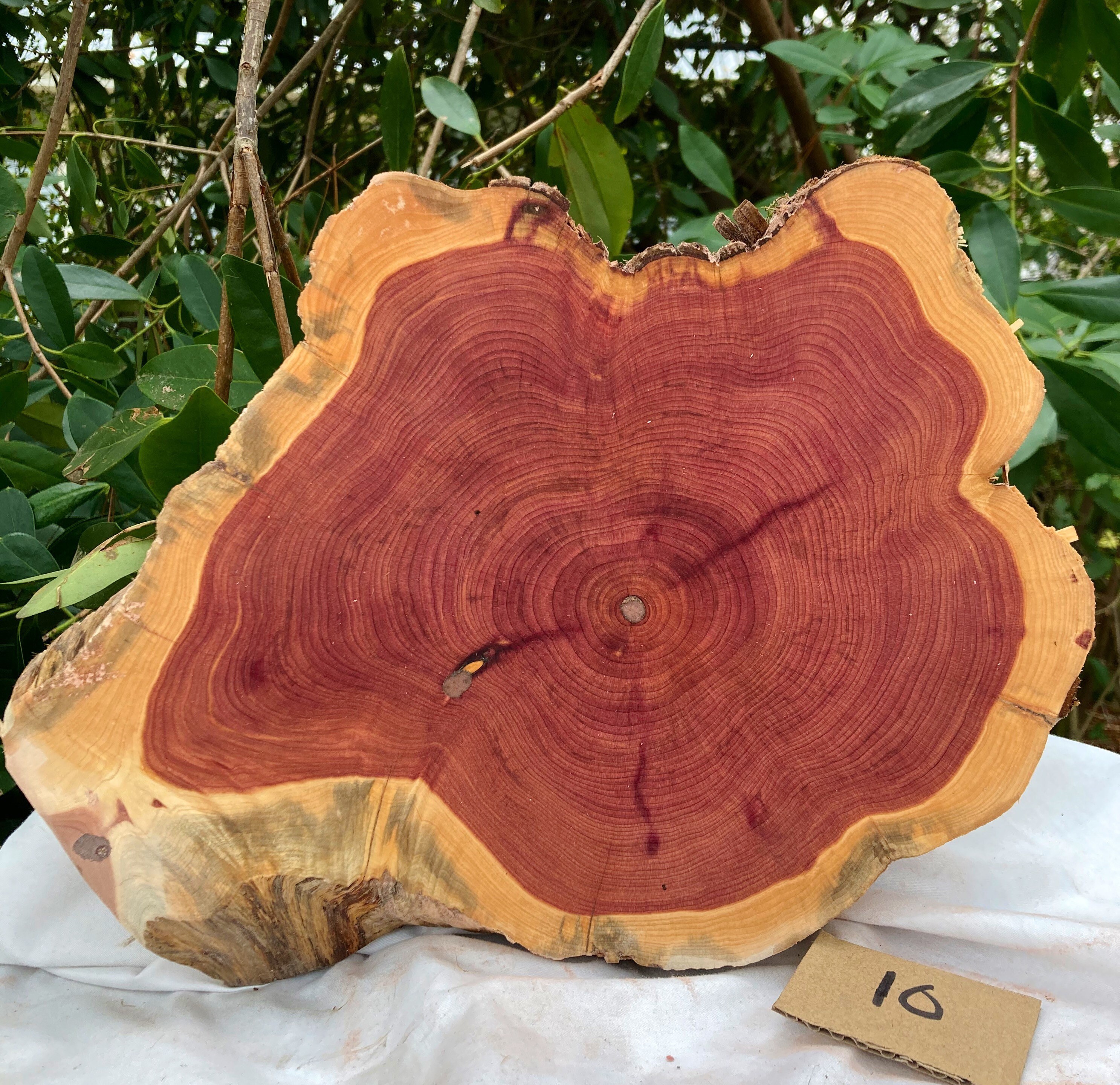 Wood Live edge eastern red cedar cookies/ wedding center pieces/ cedar ...