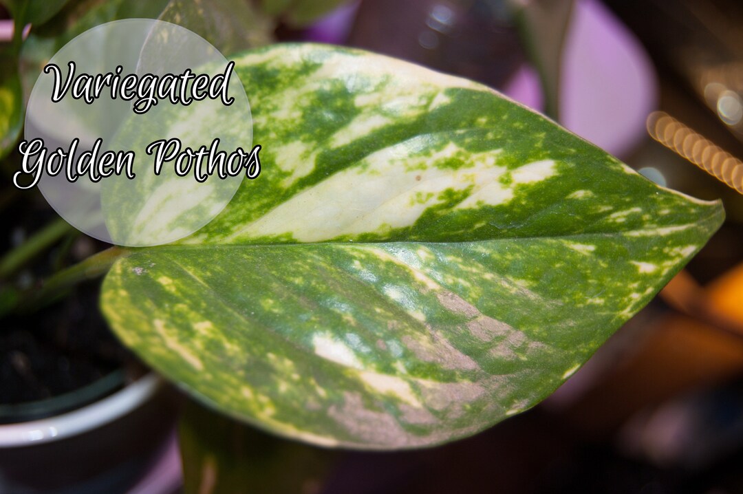 Variegated Golden Pothos Epipremnem Aureum Rooted Cuttings Garden Gift ...