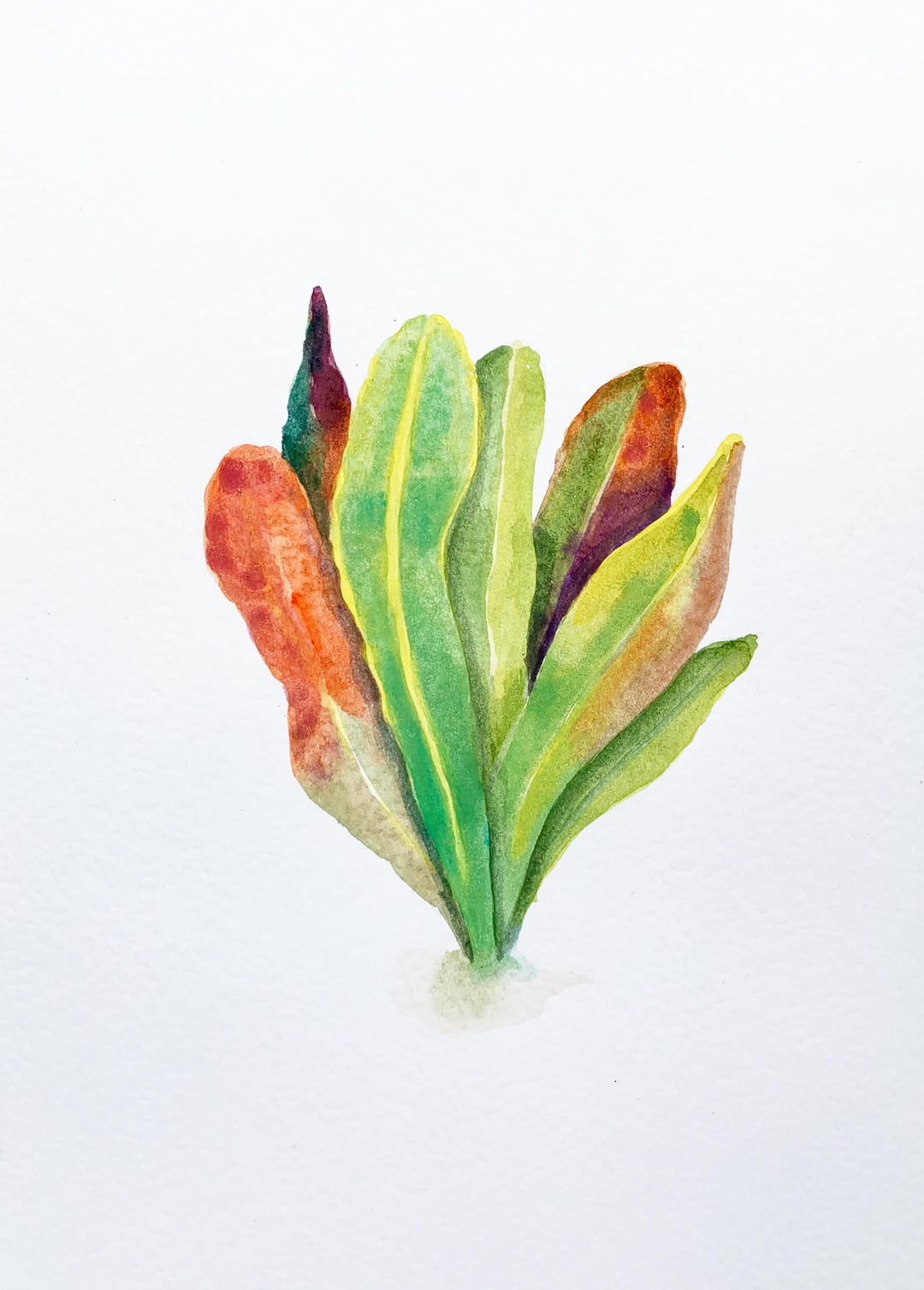 Codiaeum Variegatum Original Watercolour Painting A4 297mm X 210mm Size ...