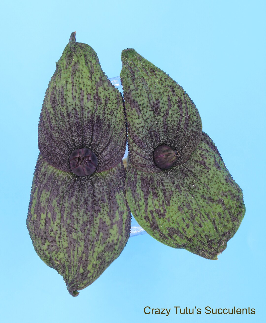 Massonia Pustulate is a Unique Korean Import. This Plant - Etsy