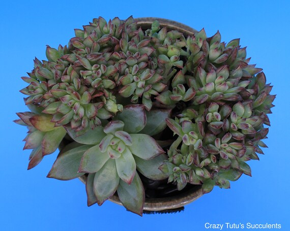 Echeveria Ratam Cristata/crested Succulent is a Beautiful and - Etsy