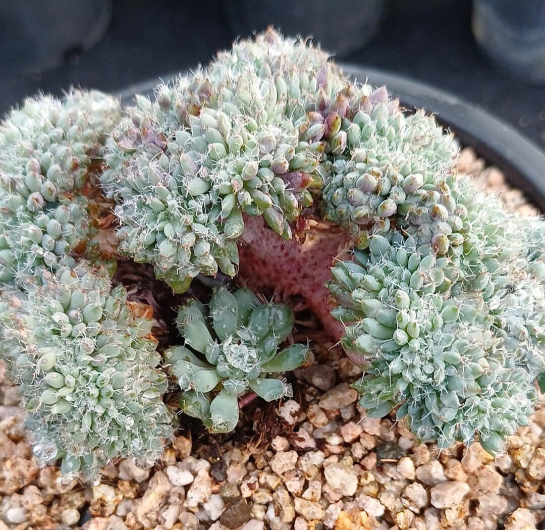 Echeveria Setosa V Deminuta Cristata Rare Korean Import. Free - Etsy