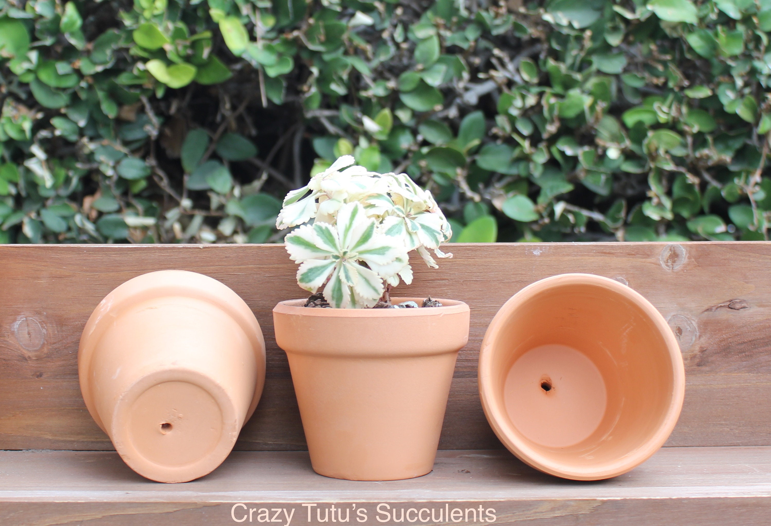 Terra Cotta Pots Made in Italy. 2 Sizes. 1 2.75 Tall X - Etsy