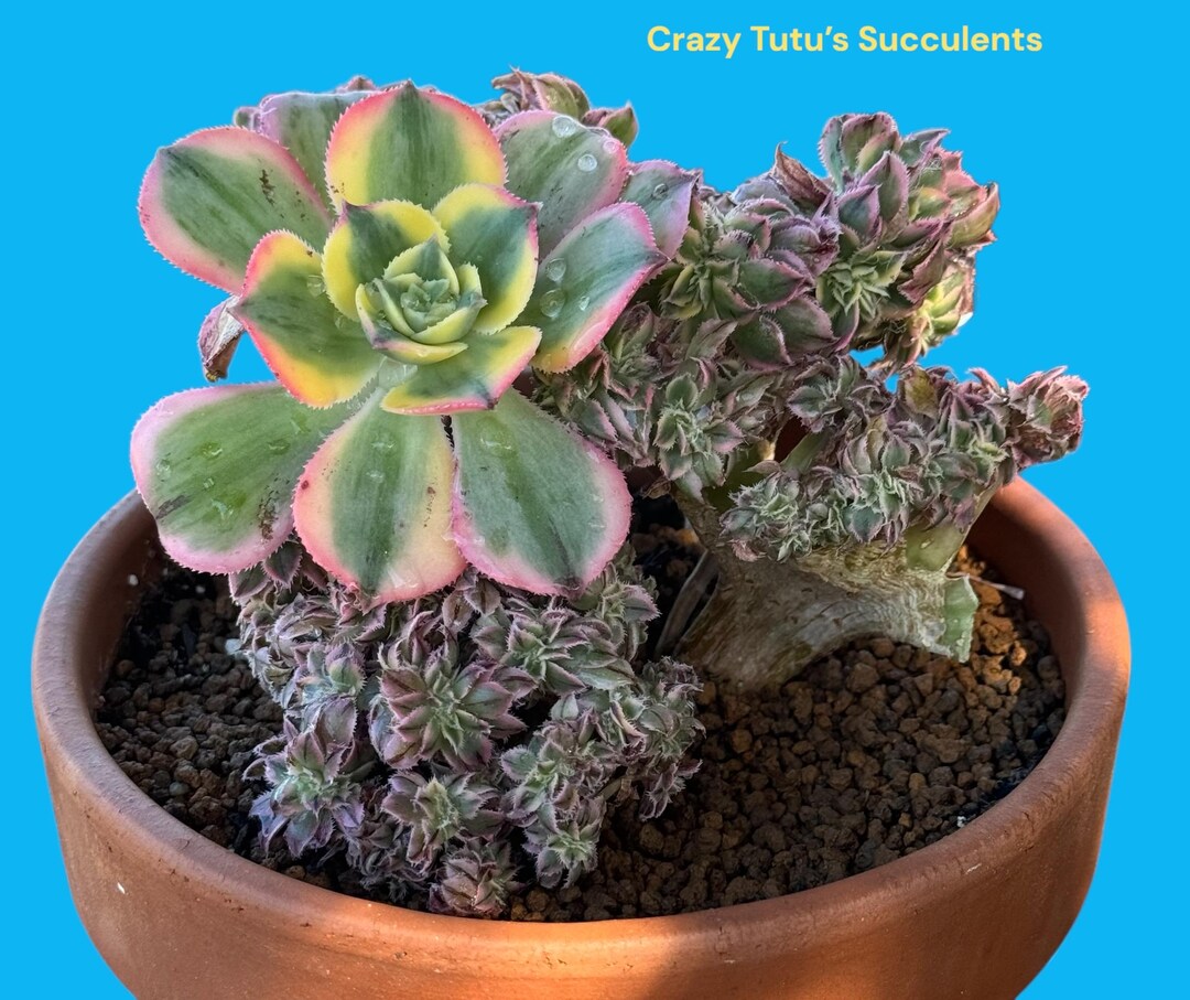 Aeonium Sunburst Cristata/crested, a Extremely Rare Korean Succulent. 1 ...