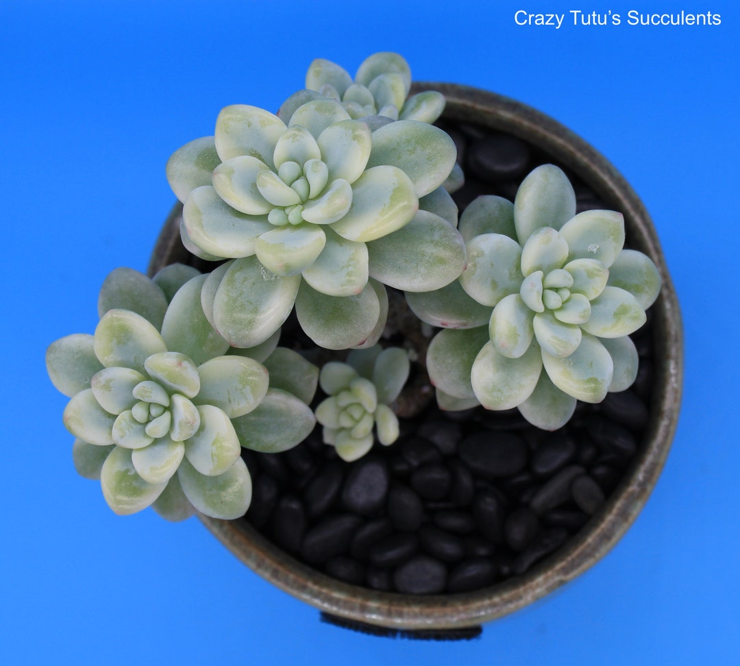 Sedum Calvatum Variegated Cluster Succulent is a Rare Korean Import ...
