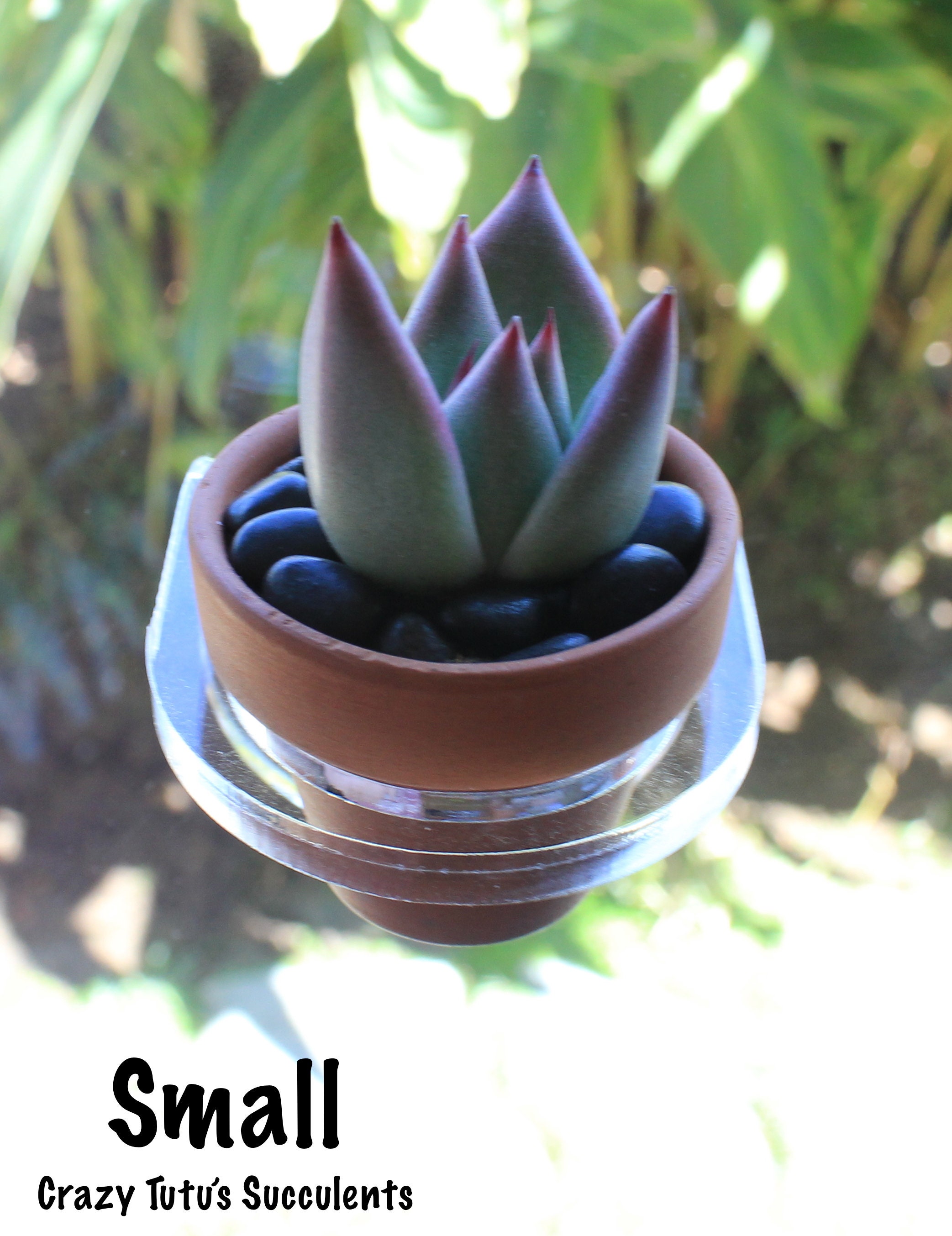 Acrylic Suction Cup Succulent/plant Holder for Windows, Glass Doors ...