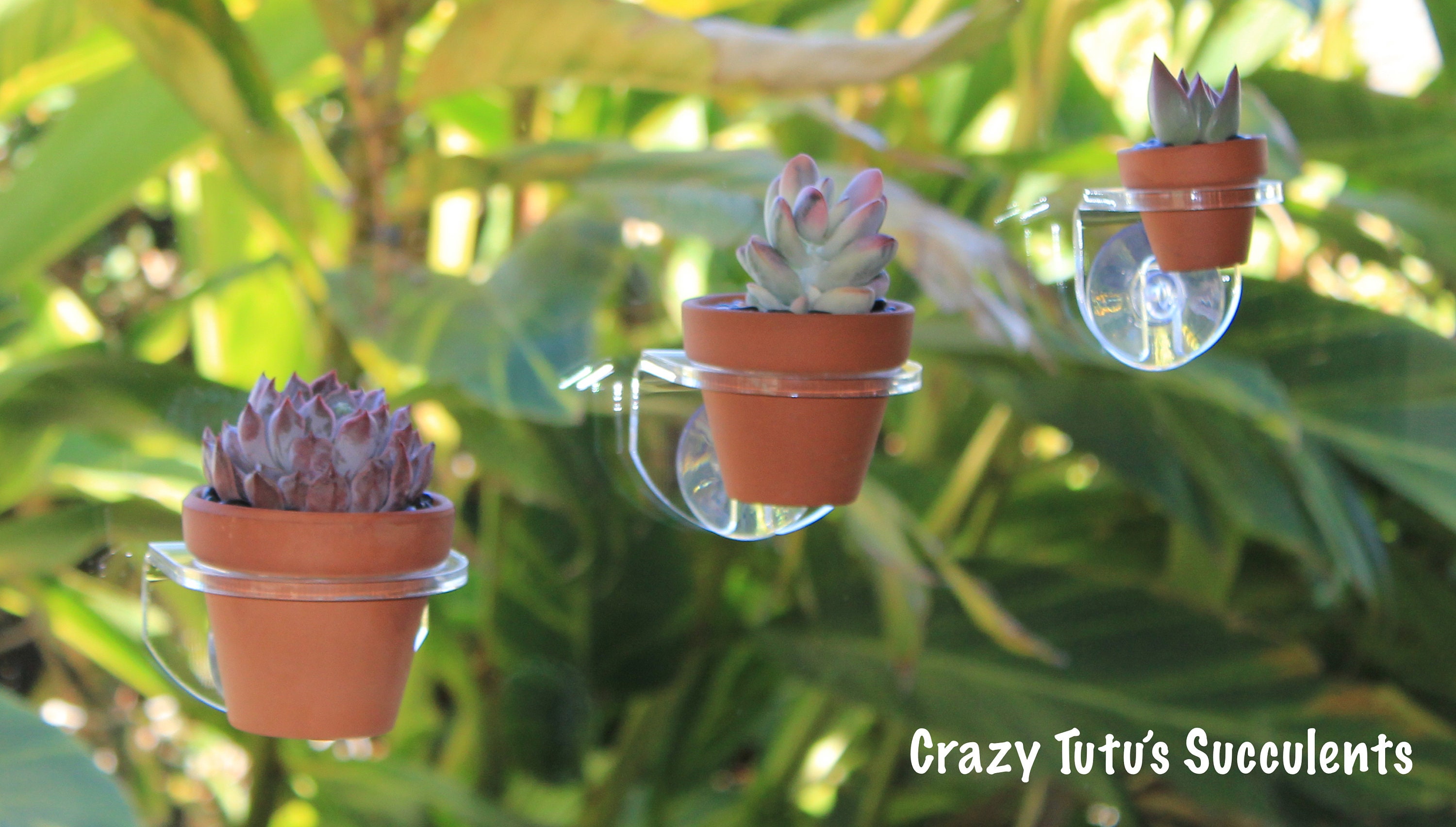 Acrylic Suction Cup Succulent/plant Holder for Windows, Glass Doors ...