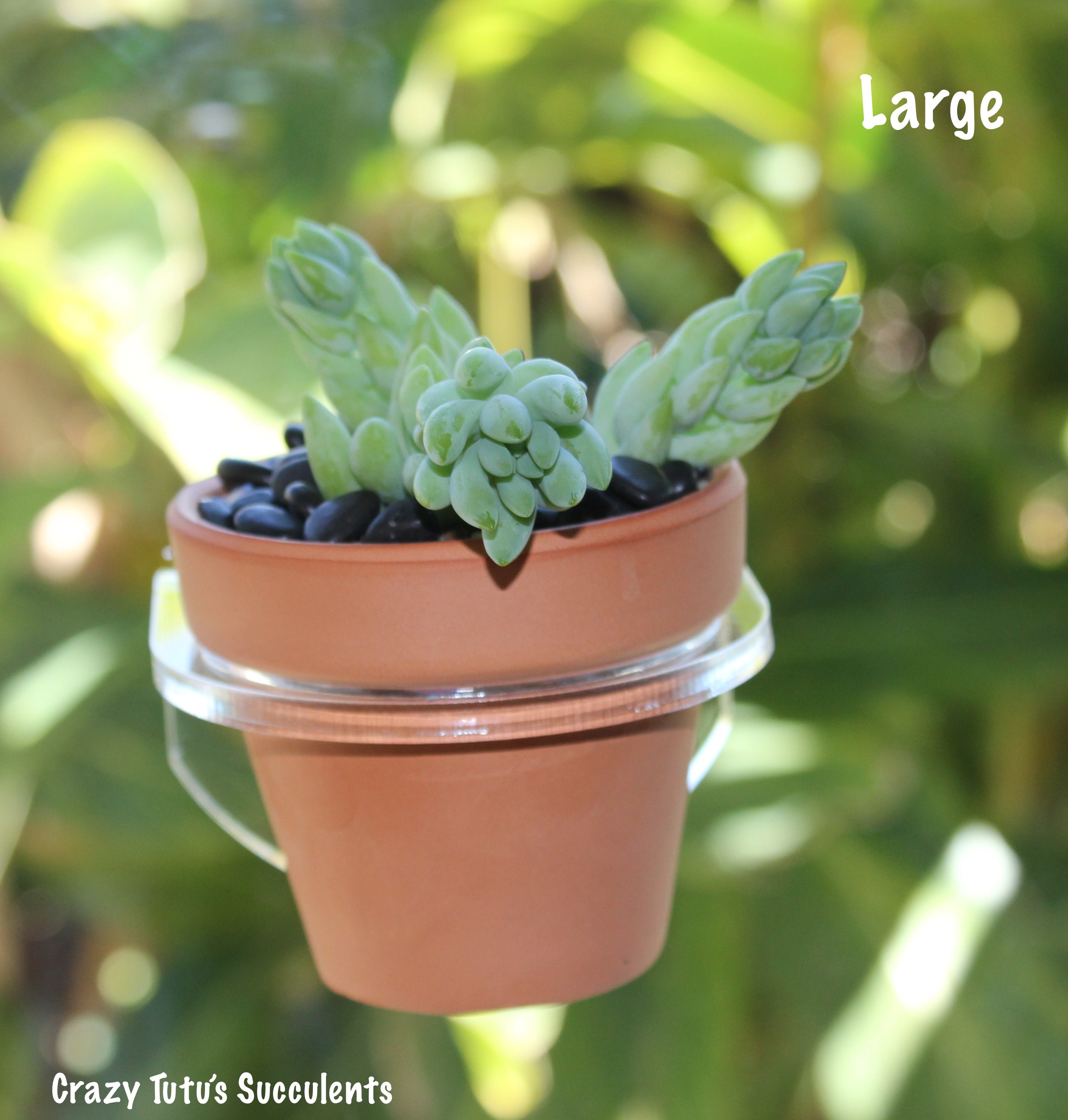 Acrylic Suction Cup Succulent/plant Holder for Windows, Glass Doors ...
