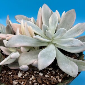 Graptoveria 'opalina' Variegated Cluster is 1 of a Kind Succulent Very Healthy and Fully Rooted ...