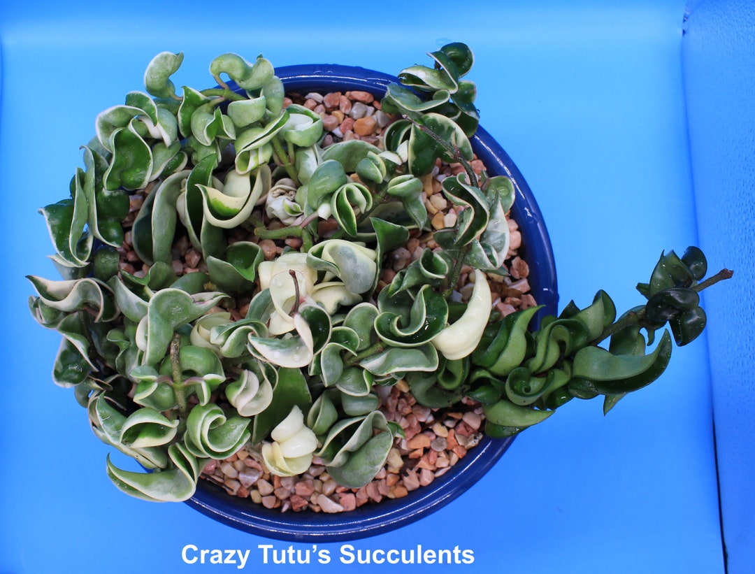 Hindu Rope Plant Varigated, AKA Hoya Carnosa Compacta, Krinkle Kurla ...