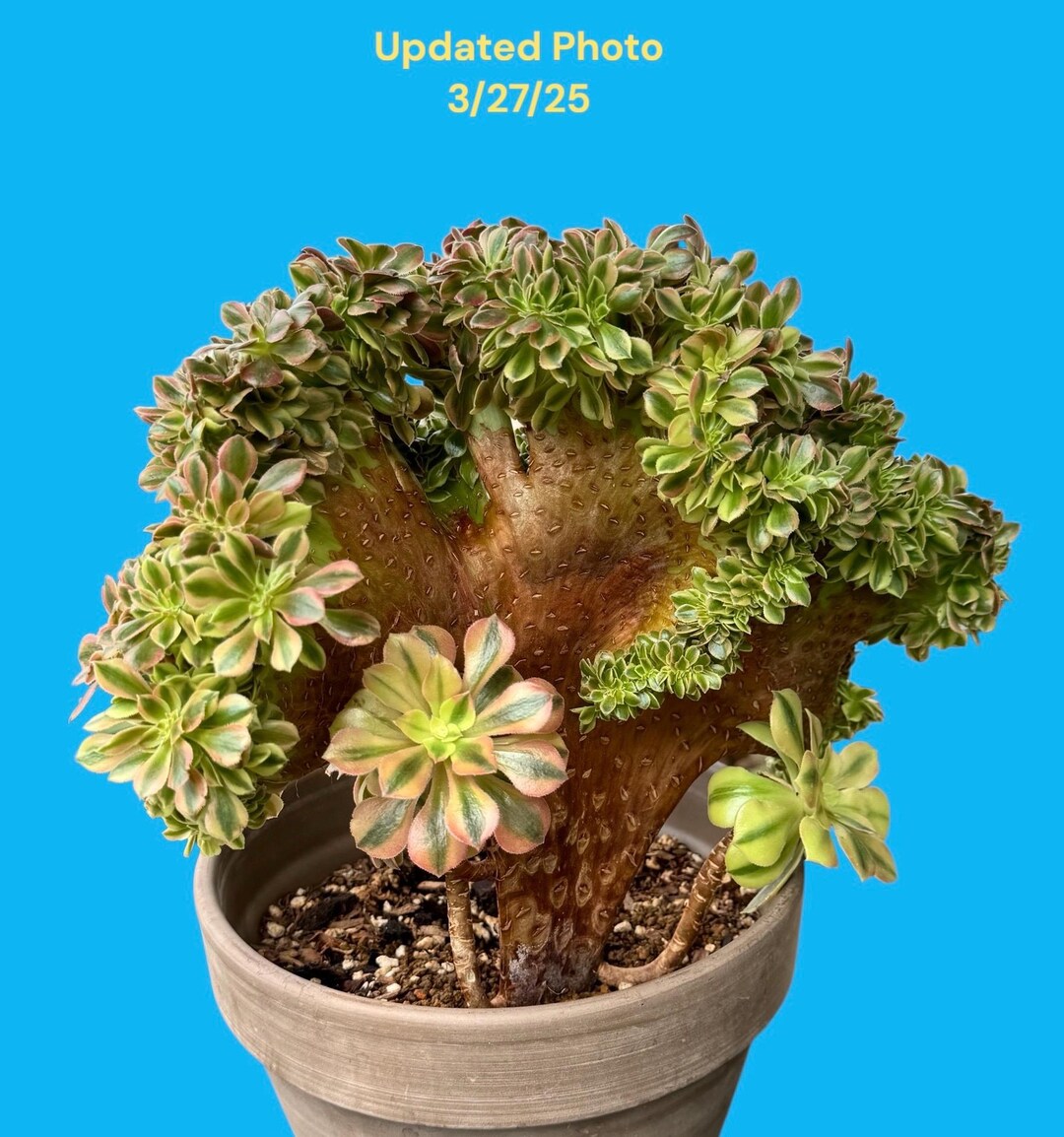 Aeonium Copper Pinwheel Cristata Crazy Beautiful With Stunning Vibrant ...
