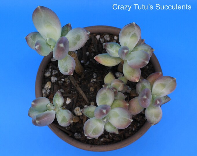 Pachyphytum Glacum Variegated is a Rare Korean Import, Free Succulent ...