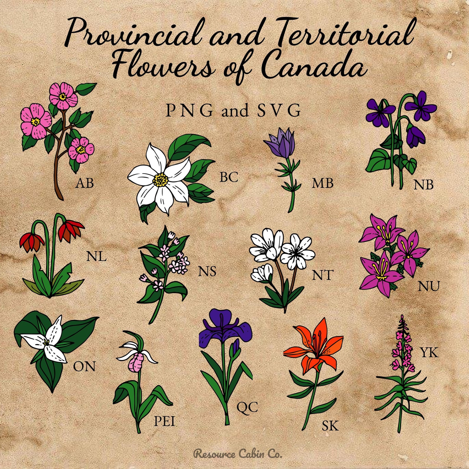 Provincial and Territorial Flowers of Canada SVG & PNG Clipart Graphic ...
