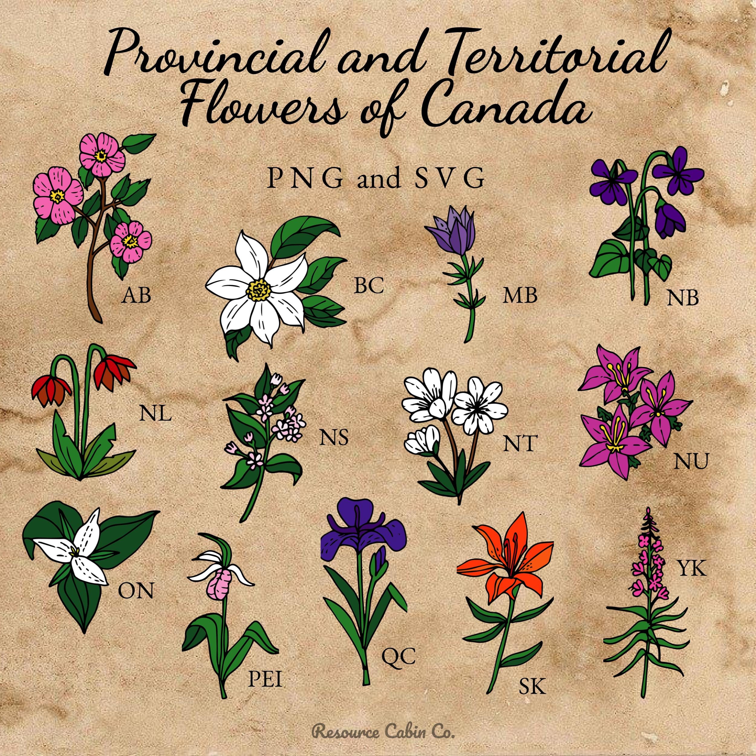 Canadian Flower Symbol
