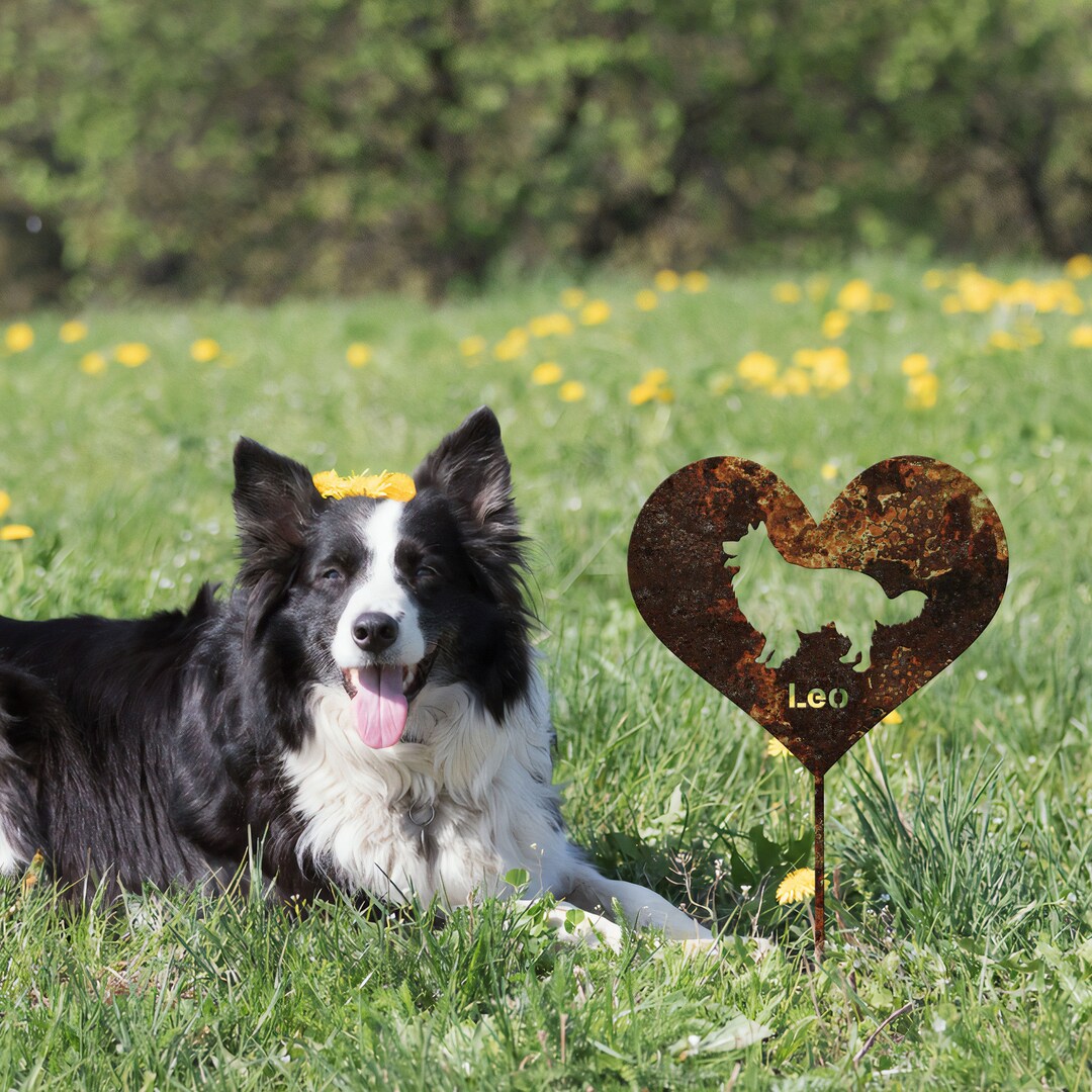 Border Collie Garden Sign Rusty, Border Collie Garden Stake, Rusted ...