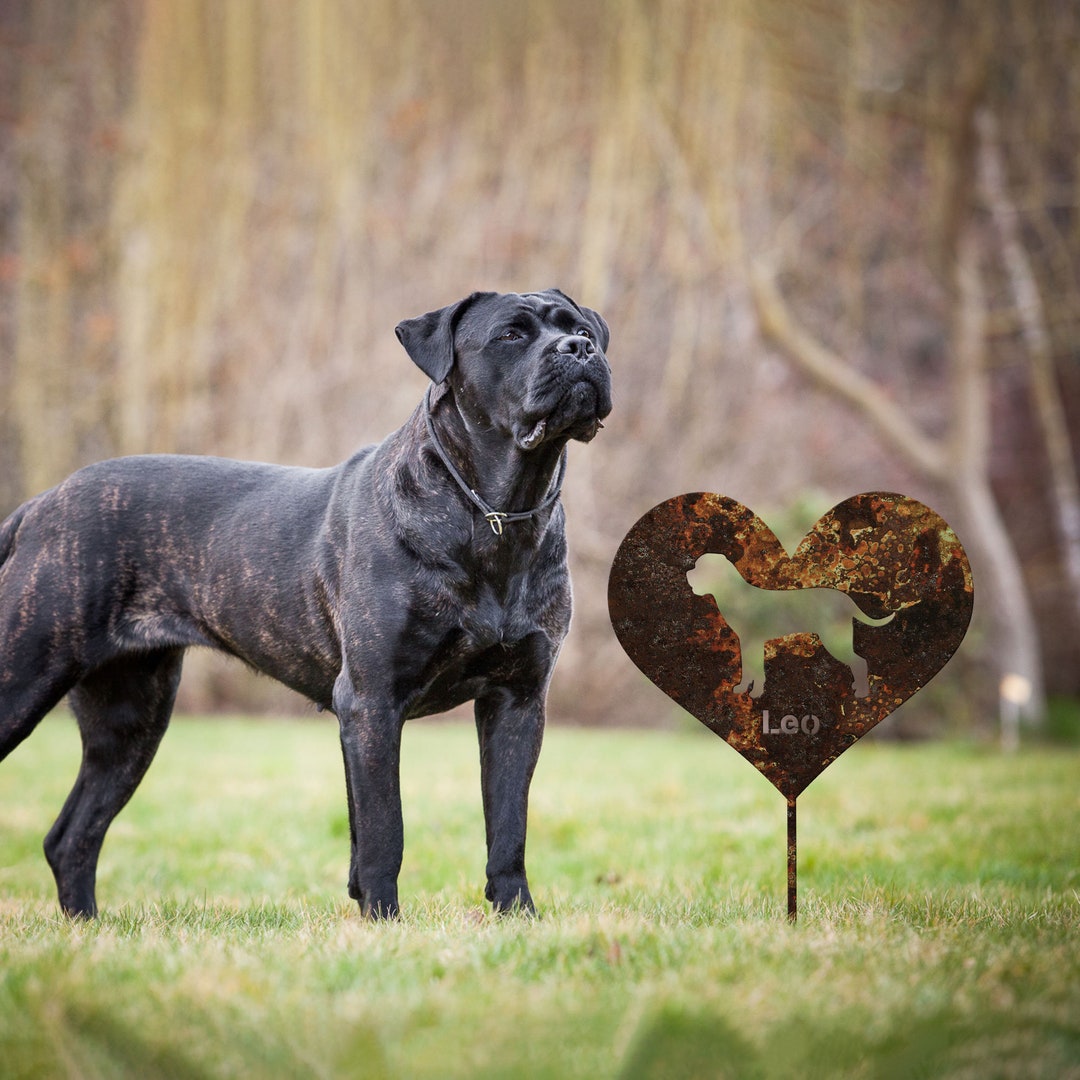 Cane Corso Garden Sign Rusty, Cane Corso Garden Stake, Rusted Metal ...