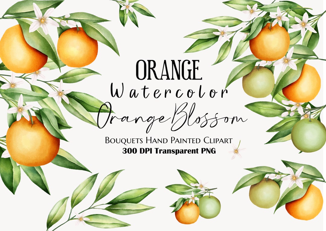 Watercolor Orange Clipart, Greenery Clipart, Oranges Branches Blossom ...