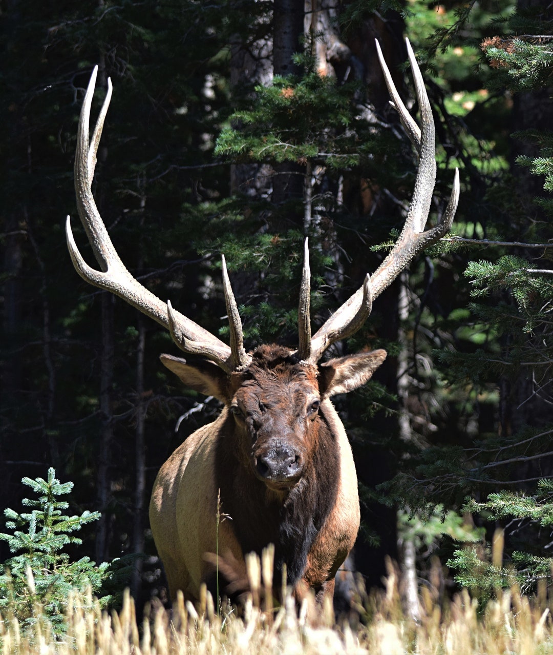 Colorado Bull Elk, Elk, Bull Elk, Travel Photography, Wildlife ...