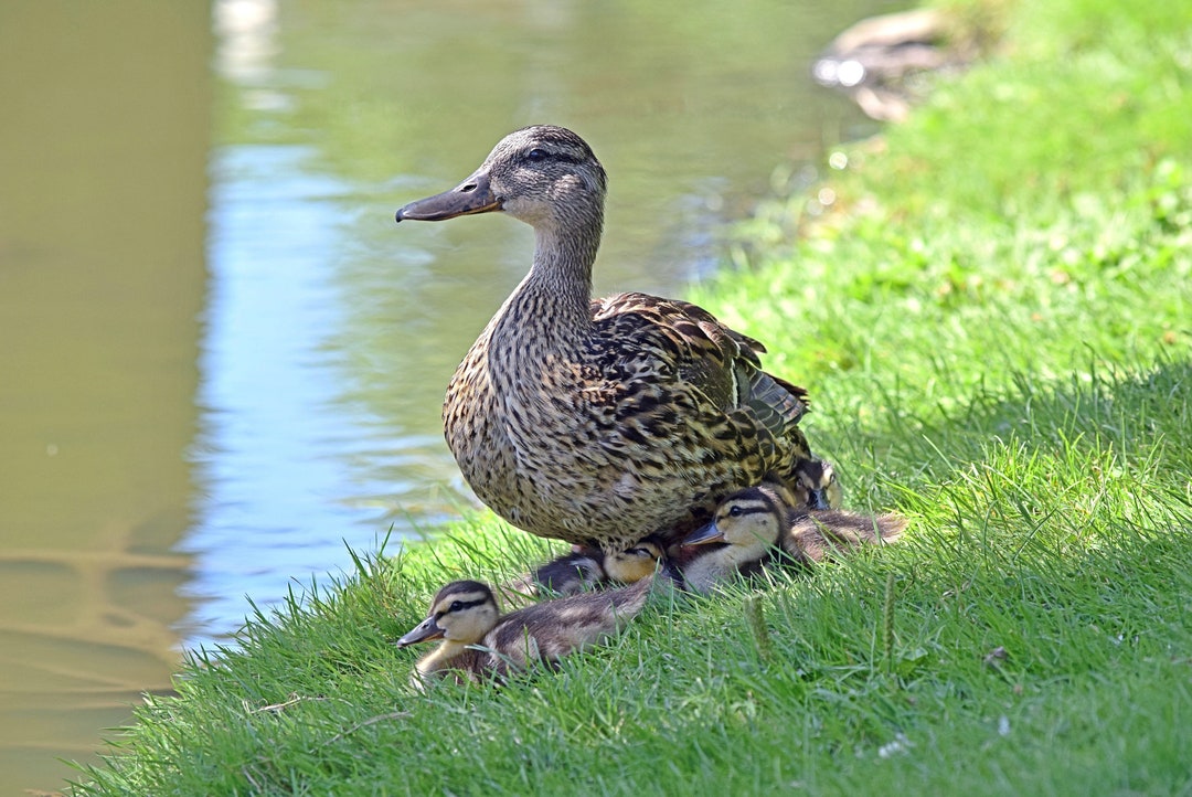 Mallard Duck With Ducklings, Mother Duck, Hen and Ducklings, Duck ...