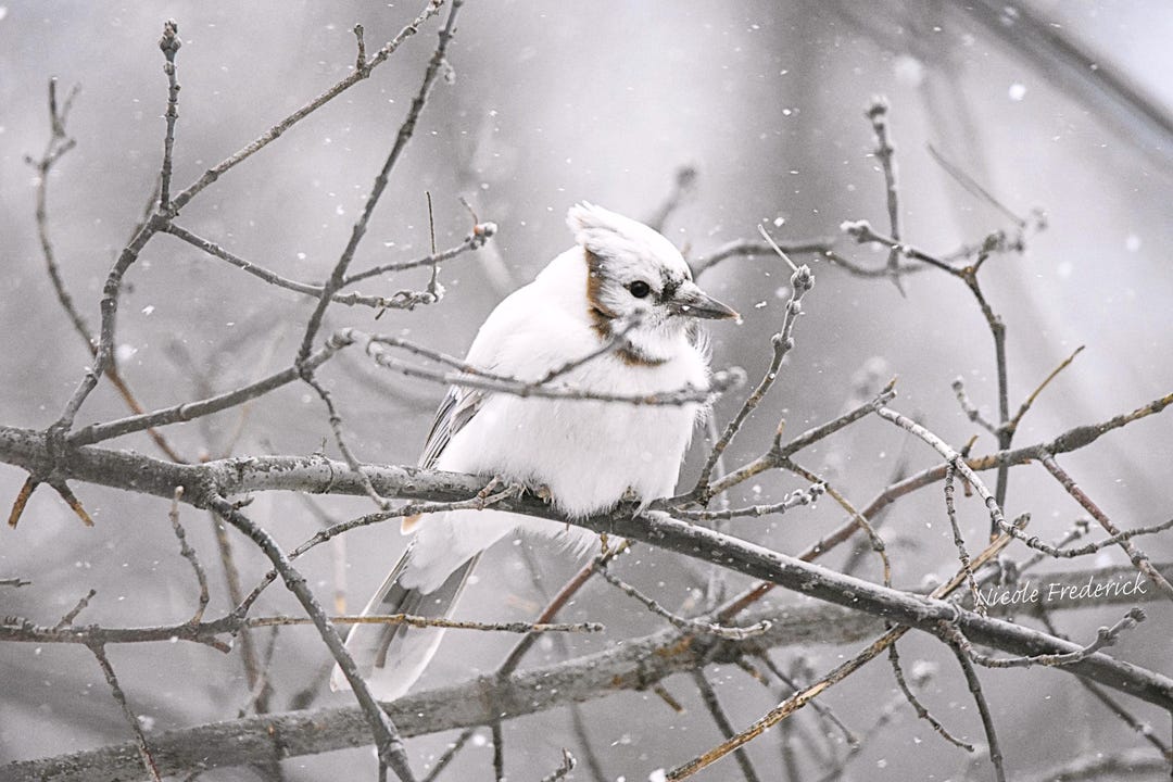 Rare White Blue Jay, Rare Bird, Digital Photo, Digital Print, Download ...