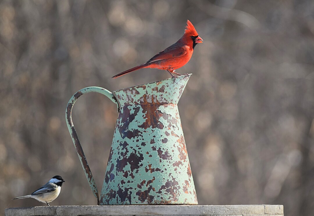 Cardinal on Pitcher, Red Cardinal, Redbird, Chickadee, Bird Photography ...