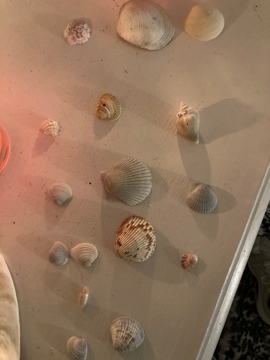 Clearwater Beach Sea Shells - Etsy