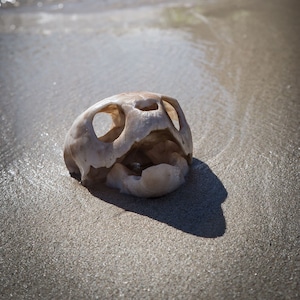 Turtle Skull - Loggerhead Sea Turtle -replica - High Quality Piece ...
