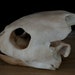 Turtle Skull - Loggerhead Sea Turtle -replica - High Quality Piece ...