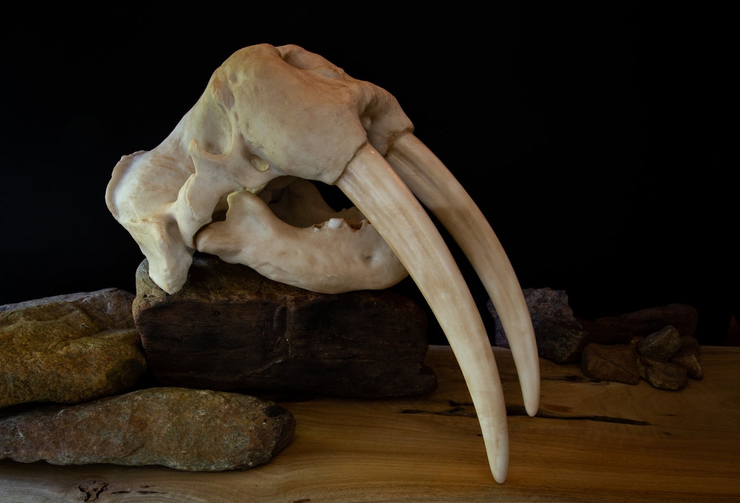 Walrus Skull-large Full Sized Replica - Including Display Base - High ...