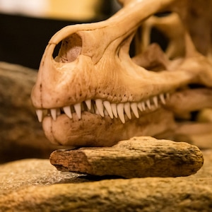 Velociraptor Life Sized Dinosaur Skull-replica Resin Printed High ...