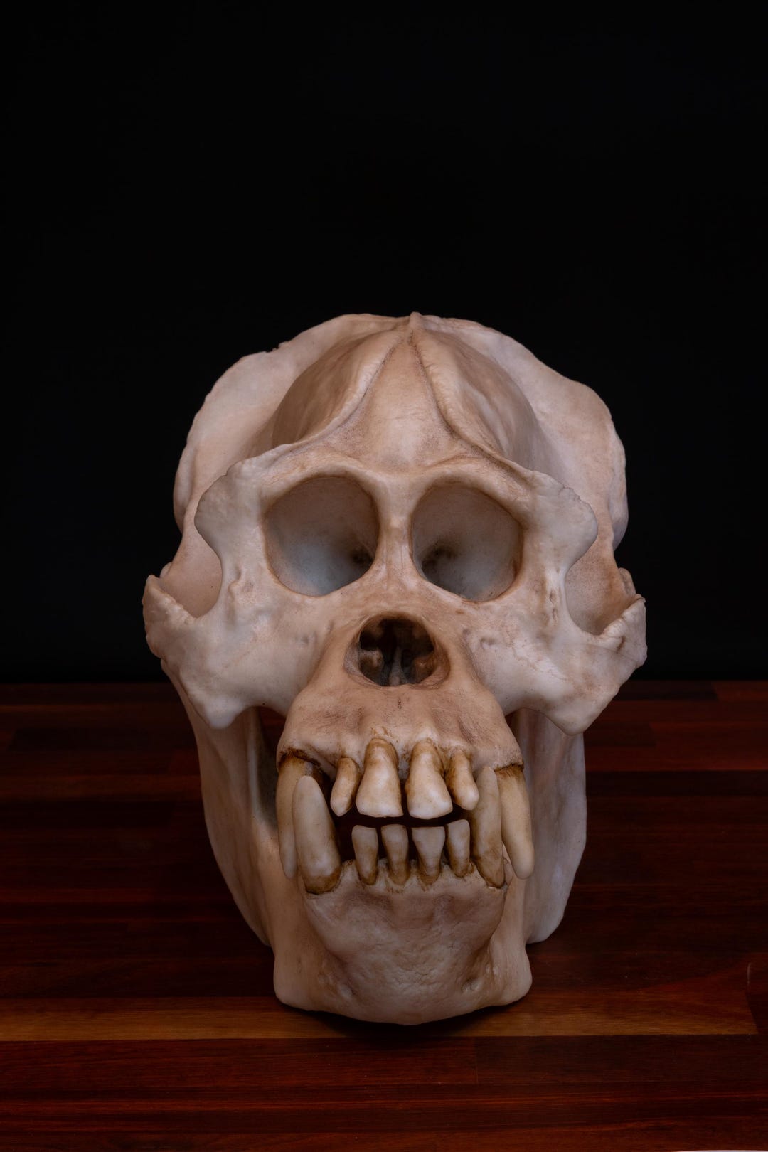 Sumatran Orangutan Skull, Large Replica Skull (full Sized) - FREE ...