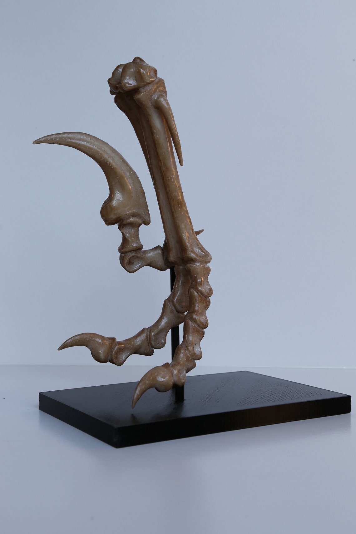Velociraptor Foot and Stand - Life Sized Replica Including Display Base ...