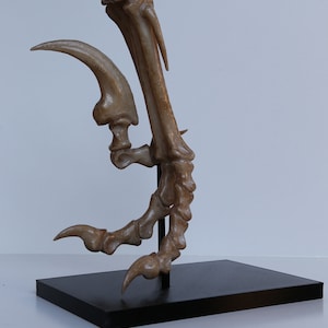 Velociraptor Foot and Stand - Life Sized Replica Including Display Base ...