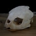 Turtle Skull - Loggerhead Sea Turtle -replica - High Quality Piece ...