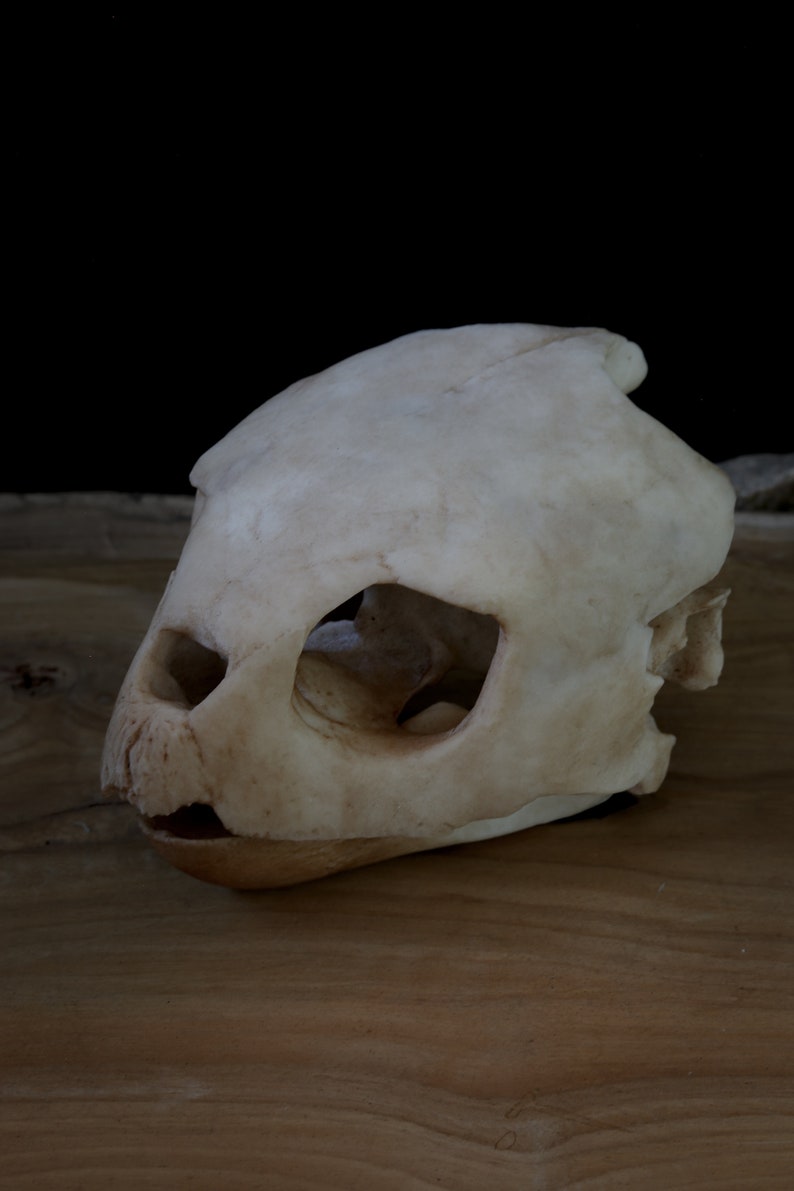 Turtle Skull - Loggerhead Sea Turtle -replica - High Quality Piece ...